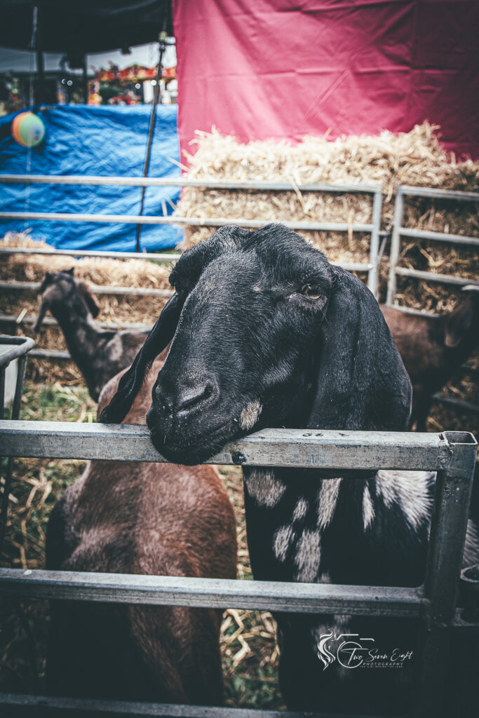 Terms & Conditions - Farm Fest Mirfield